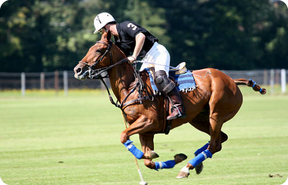 Diplomado Internacional en Producción Equina – e-quine academy