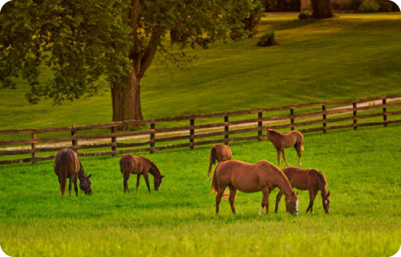 Diplomado Internacional en Producción Equina – e-quine academy