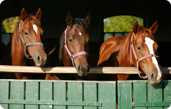 Diplomado Internacional en Producción Equina – e-quine academy